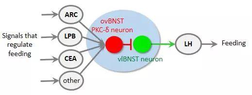 【文献解读】Nature Communications丨BNST相关微通路参与炎症介导的摄食调控 - 知乎