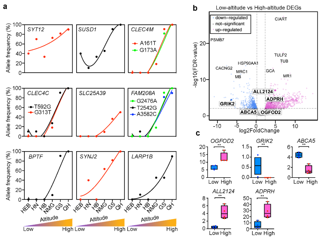 BMC Biol | 中科院动物所杜卫国/周旭明团队合作探讨丽斑麻蜥高原适应的基因组变异 - 知乎