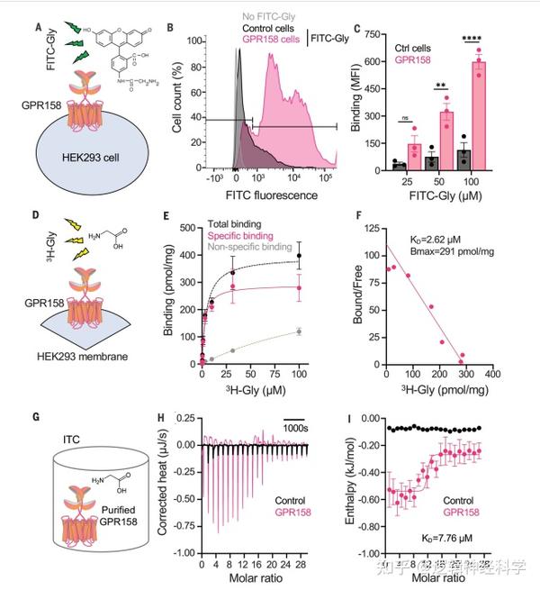 Science︱突破！美国佛罗里达大学团队发现：孤儿G蛋白偶联受体GPR158作为一种代谢甘氨酸受体——mGlyR - 知乎