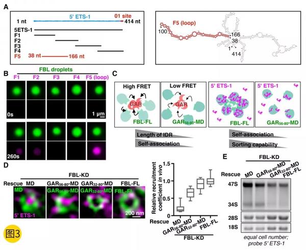 陈玲玲团队首次提出相分离促进新生成rRNA前体定向转运的模型 - 知乎