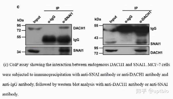 【实用干货】新手入门：CHIP、RIP、CoIP技术科普 - 知乎