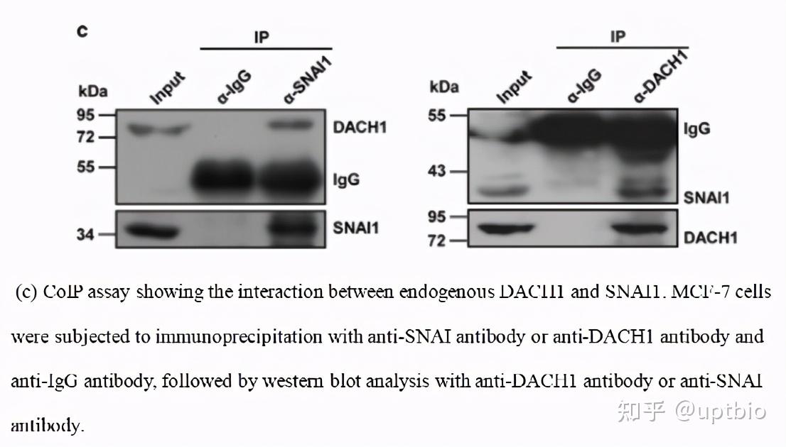 【实用干货】新手入门：CHIP、RIP、CoIP技术科普 - 知乎