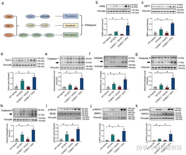详细解读多篇高分SCI文献中2023国自然热点PANoptosis/泛凋亡相关实验结果 - 知乎