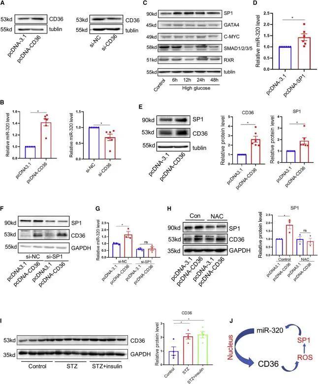 华中同济医院最新糖尿病心肌病(DCMP)模式动物实验发现MiR-320和CD36正反馈回路 - 知乎
