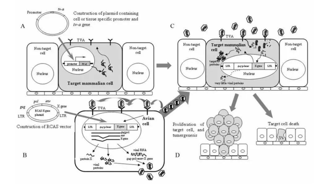 癌症造模工具 | RCAS-TVA基因递送系统 全新上线 - 知乎