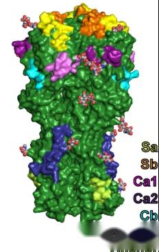 流感HA三聚体蛋白：流感病毒研究工具新成员 - 知乎
