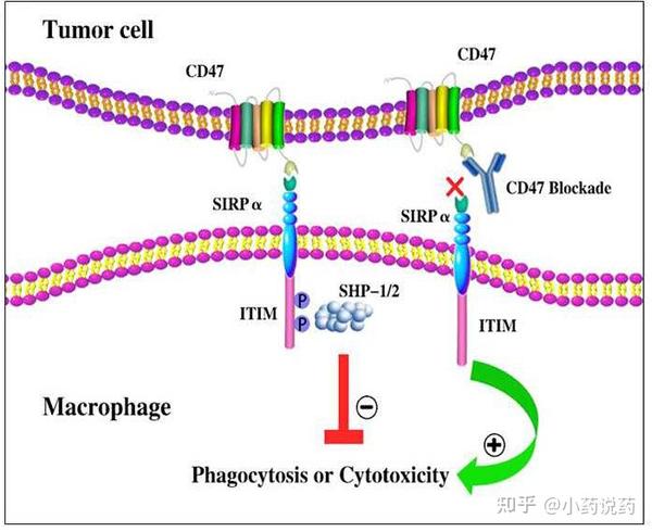 小药谈肿瘤免疫：CD47 - 知乎