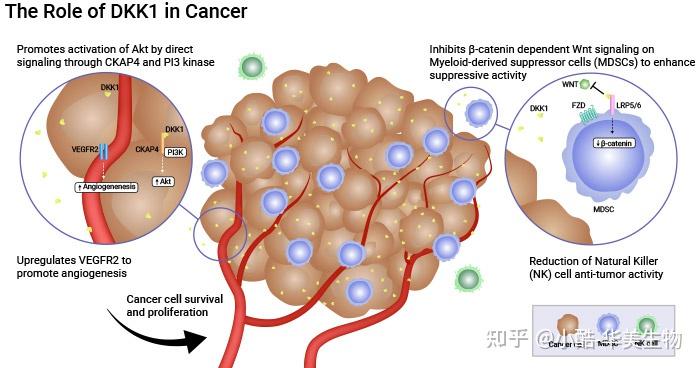 DKK1：经典的Wnt/β-catenin通路拮抗剂，癌症双向调控靶点？ - 知乎