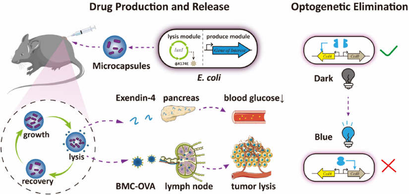 《Biomaterials》：含有工程菌的水凝胶微胶囊用于持续生产和释放蛋白质药物 - 知乎