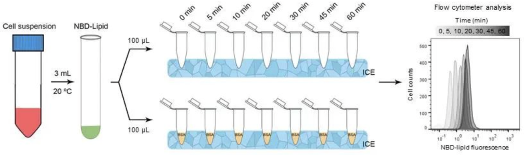 当代谢遇上流式细胞术（二） - 知乎