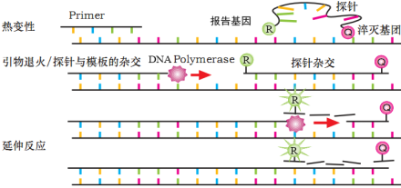 多重qPCR解析，你了解吗？ - 知乎