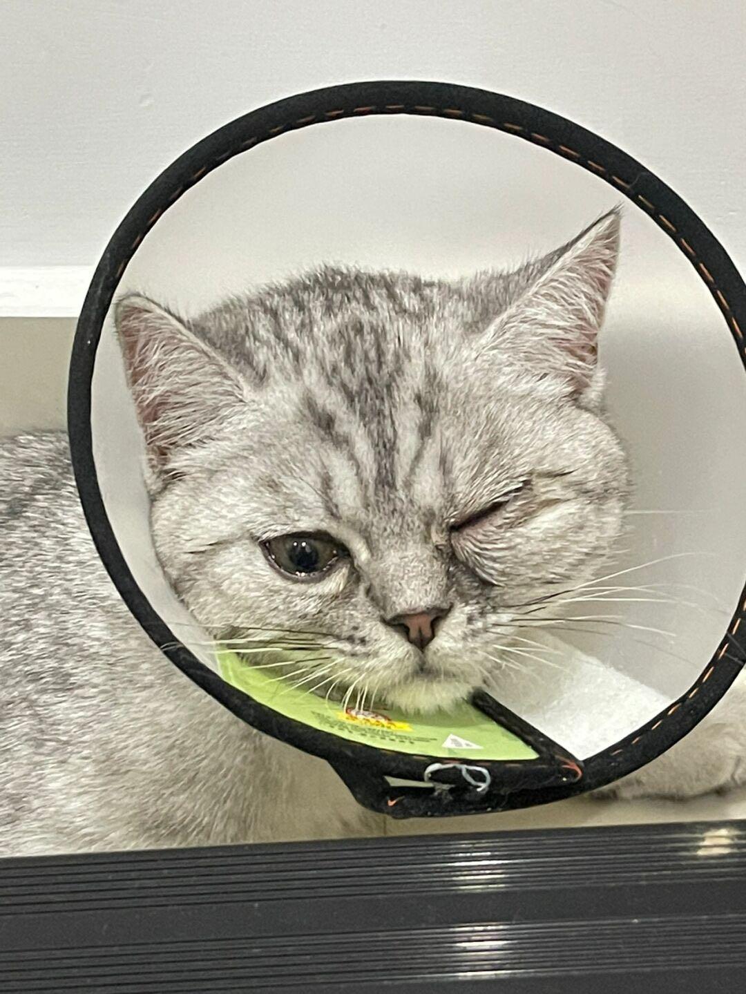 猫结膜炎用什么药？两天痊愈分享 知乎