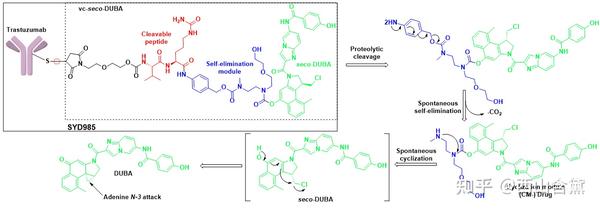 国内外知名企业ADC技术平台(第五期, Byondis) - 知乎