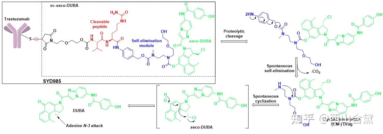 国内外知名企业ADC技术平台(第五期, Byondis) - 知乎