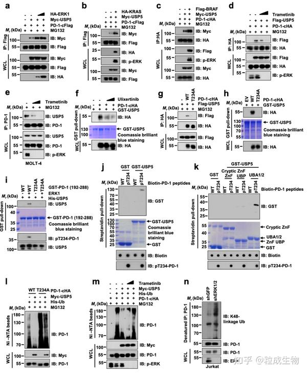 PD-1新机制：ERK和USP5通过去泛素化调控PD-1稳态进而调节肿瘤免疫治疗 - 知乎