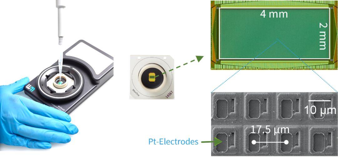Neuroscroll探针：开启非人灵长类动物brain-wide神经记录的新纪元 - 知乎