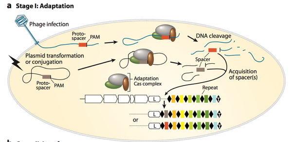 详解CRISPR/Cas系统与其应用 - 知乎