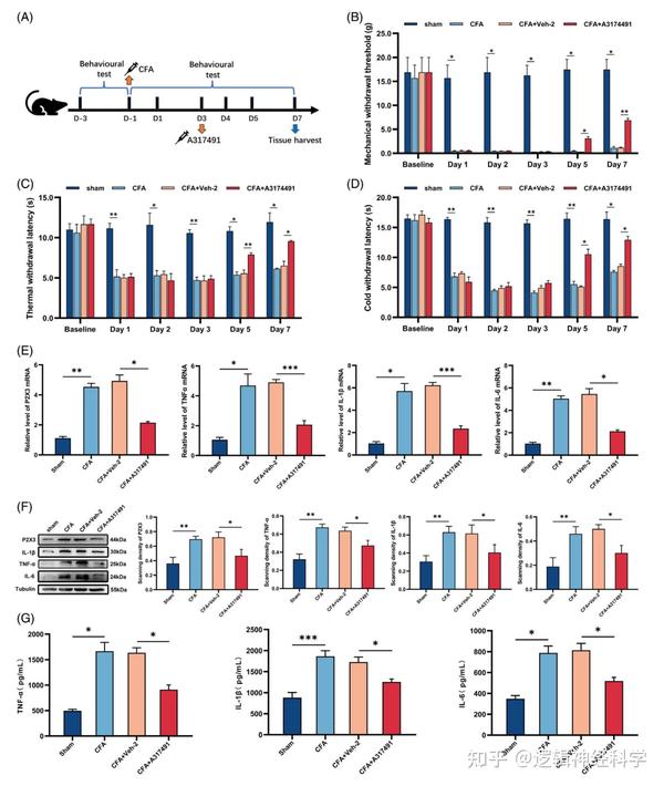 Cell Prolif︱中山大学李响/原冬冬团队合作揭示骨髓间充质干细胞治疗炎性疼痛的作用及机制 - 知乎