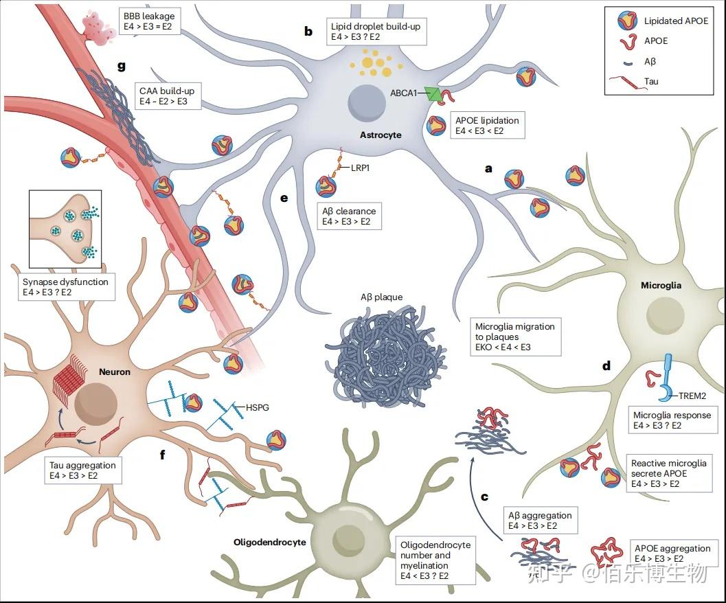 载脂蛋白E(APOE)：阿尔茨海默病治疗的“超级英雄”？ - 知乎