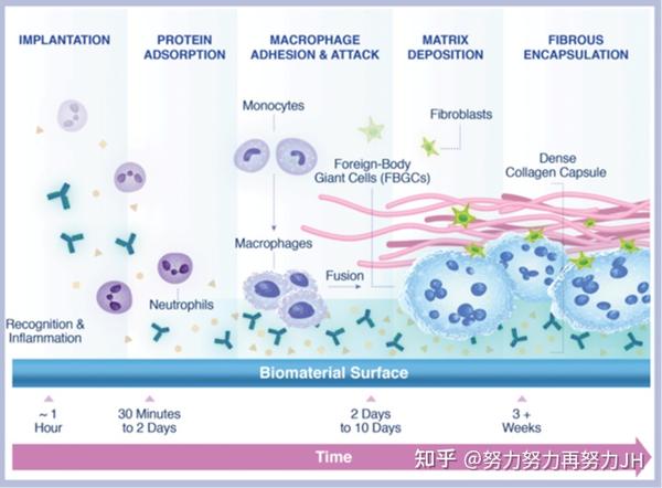 可注射填充针的现状、理化性能、作用机理及展望系列2-可再生型填充剂（PCL, PLA, CaHA, PMMA） - 知乎