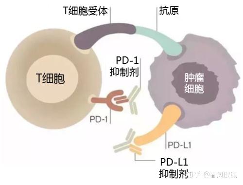 PD-1/PD-L1、CAR-T，关于肿瘤免疫治疗要了解的都在这！ - 知乎