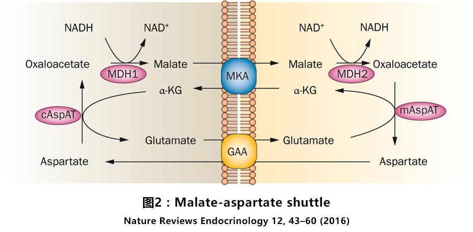 Glycerolphosphate Shuttle Nadh Electron Transport