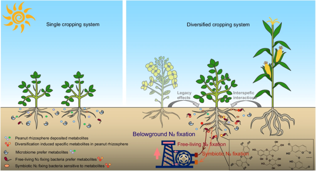 Nature Commun | 豆科植物根沉积促进作物多样化条件下土壤微生物群的固氮作用 - 知乎