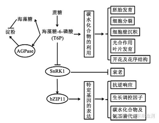 海藻-6-磷酸（T6P）和蔗糖-6-磷酸（S6P） - 知乎