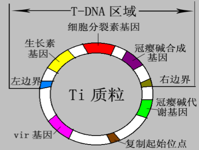 农杆菌载体——Ti质粒的基本知识 - 知乎