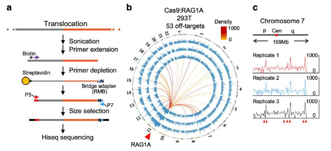 Cell Discovery：北京大学胡家志研究组开发出优化CRISPR基因编辑和追踪DNA修复的新方法 - 知乎