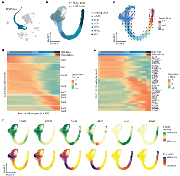 Nat Neurosci | 单细胞转录组揭示人类胚胎脊髓发育 - 知乎