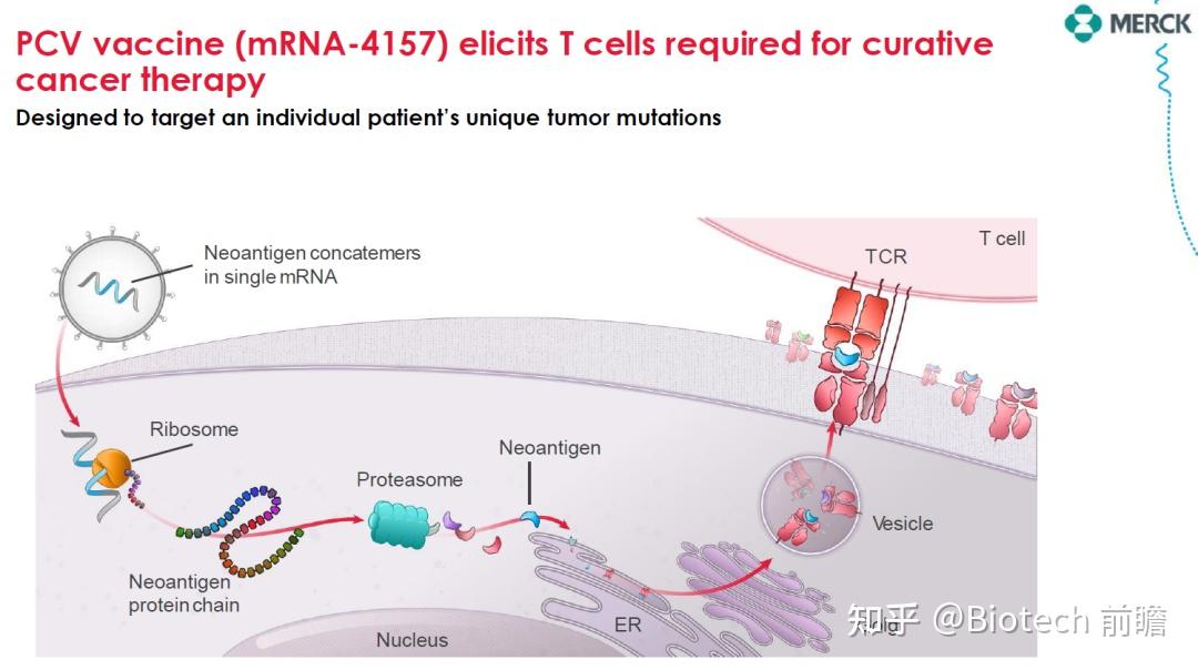 柳叶刀丨mRNA-4157联合K药辅助治疗黑色素瘤II期研究 - 知乎