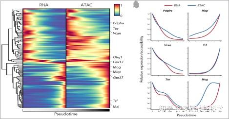 Nat Methods︱南方科技大学陈曦/靳文菲团队开发单细胞多模态组学技术ISSAAC-seq - 知乎