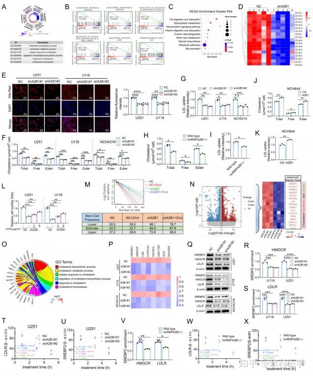 IF 15.9 胶质瘤新靶点！发现m6A调控胶质瘤胆固醇稳态的新机制 - 知乎