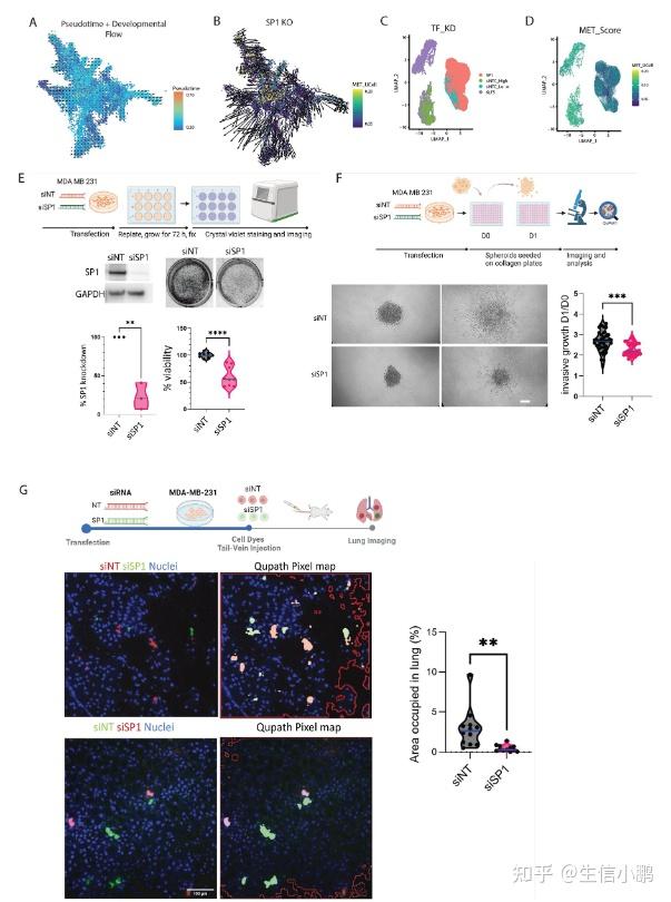 Molecular Cancer | 单细胞+肿瘤转移研究的发文思路解析：如何构建核心基因特征，揭示关键调控网络？ - 知乎