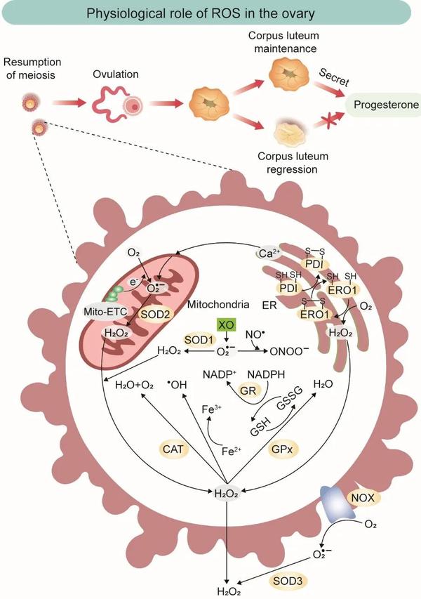 Redox Biol 综述︱中国医科大学盛京医院李达/那芷菁团队评述ROS在卵巢疾病的作用及抗氧化策略 - 知乎