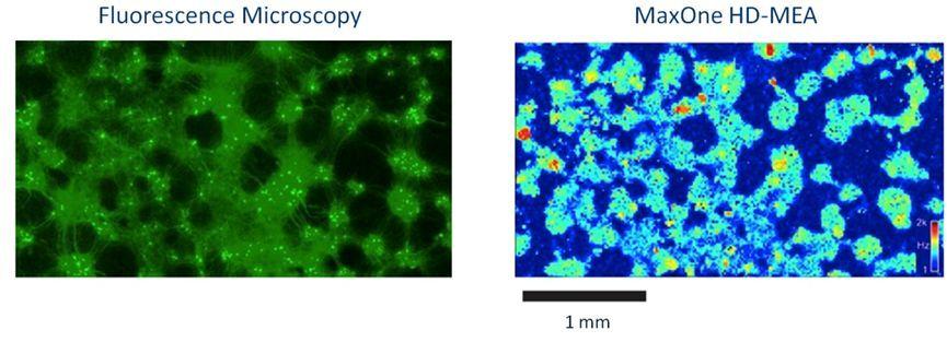 实现亚细胞/单细胞/群体细胞多水平电生理检测的高效方法 - 知乎