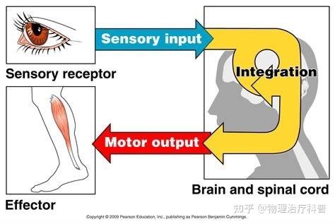 感觉运动整合（SENSORIMOTOR INTEGRATION） - 知乎