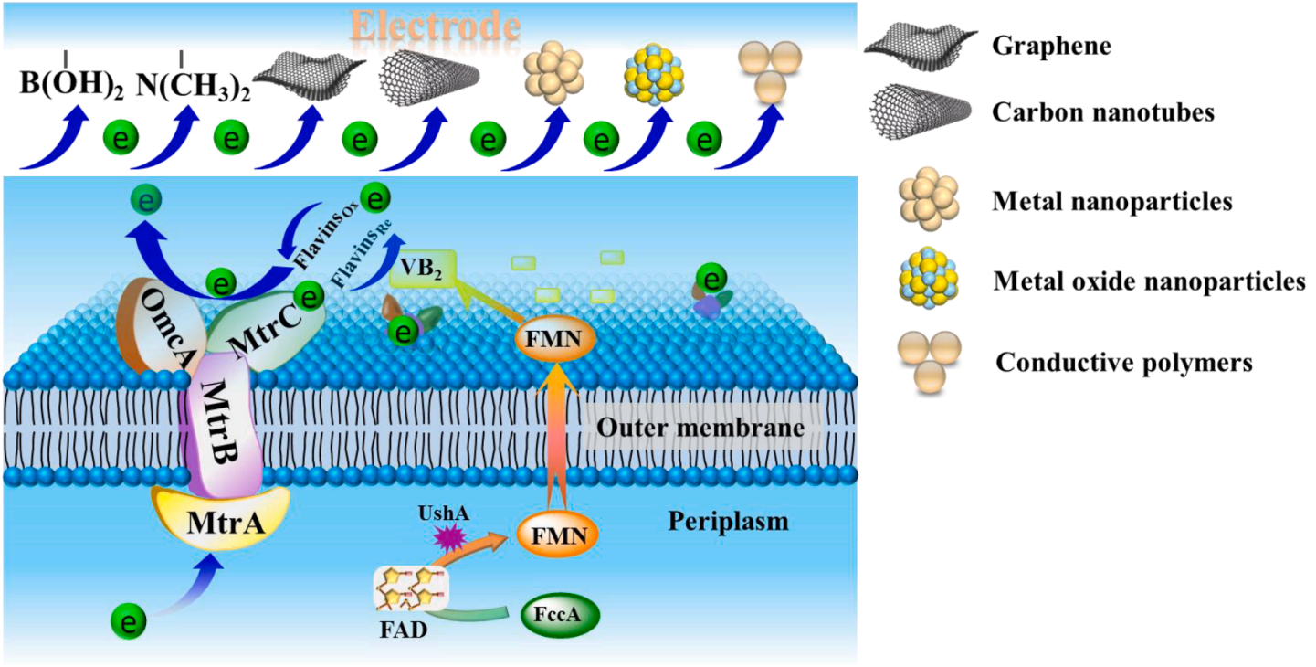 细菌/电极界面修饰增强微生物EET - 知乎