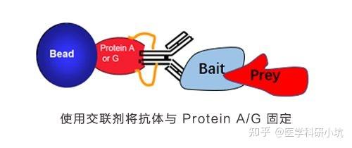 一文读懂CoIP实验 || 原理、实验流程、遇到的问题 - 知乎