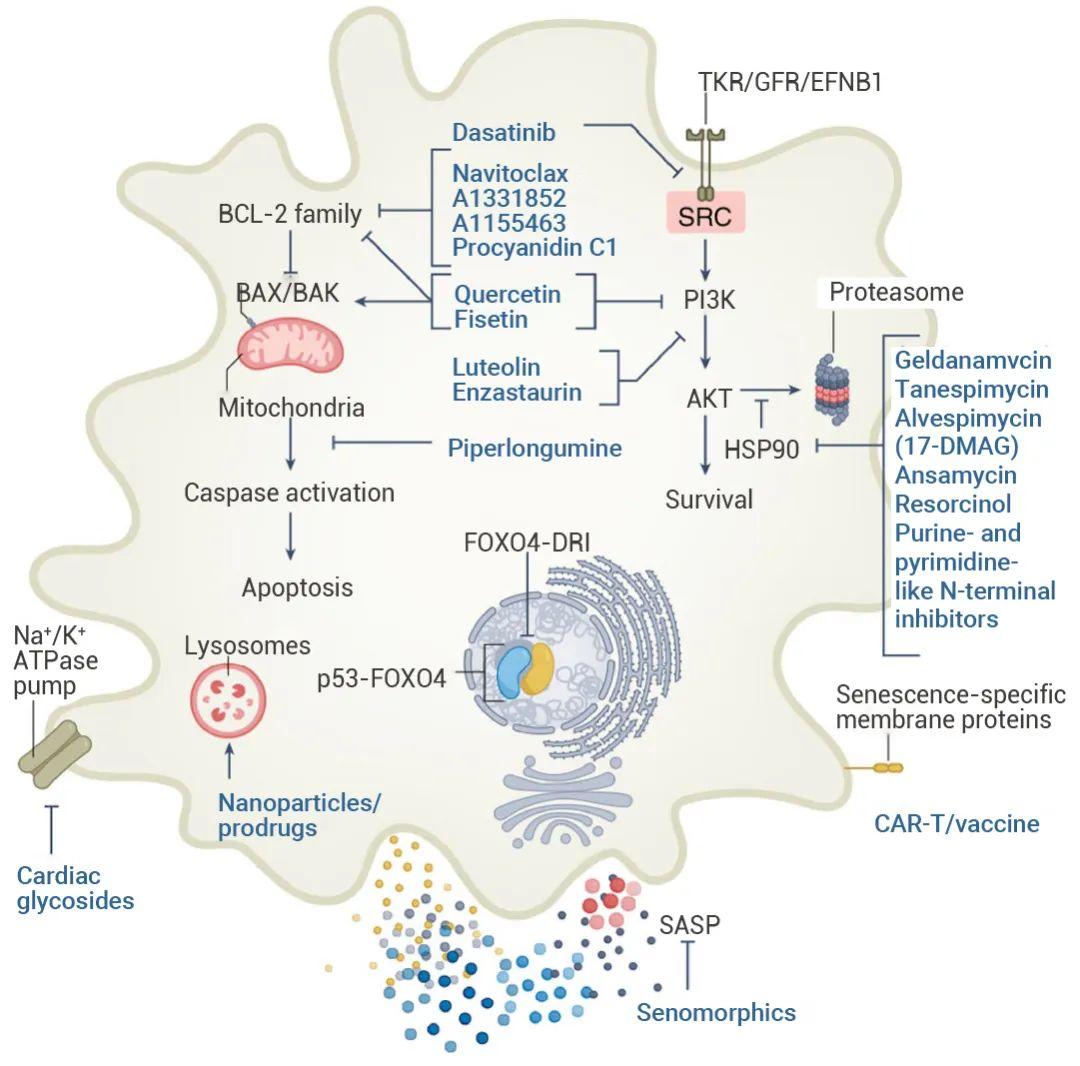 细胞衰老标志物及检测方法! | MedChemExpress - 知乎