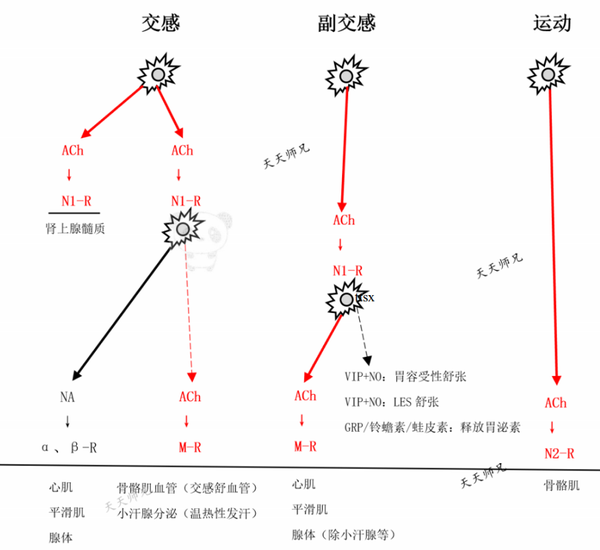 自主神经系统理论及其细节（交感+副交感） - 知乎