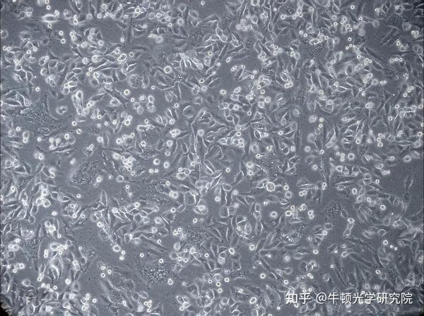 【细胞解读系列】BHK-21的传代小知识 - 知乎