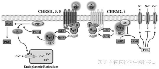 CHRM1-5 亚型：结构、机制与药物研发全景 - 知乎