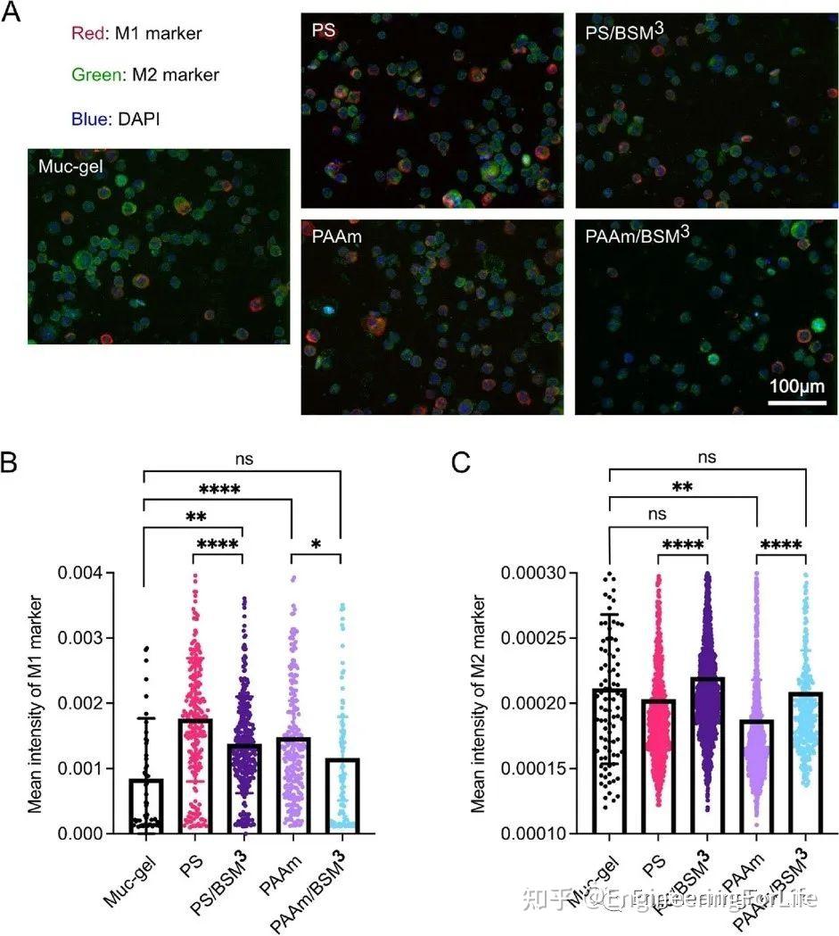 《ACS AMI》：具有免疫调节特性的黏液蛋白水凝胶工程表面 - 知乎