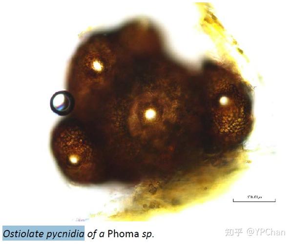 真菌生物学学习 Fungal Biology - 知乎