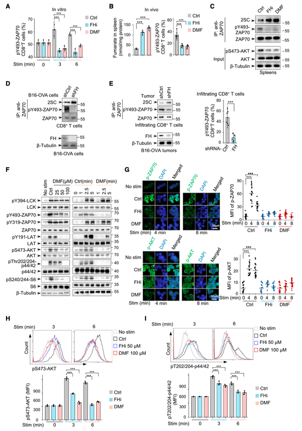 Cell Metabolism丨癌细胞来源的富马酸盐抑制肿瘤微环境中 CD8+ T 细胞的抗肿瘤能力 - 知乎