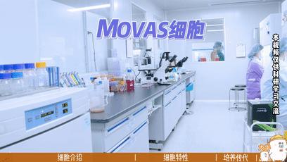 MOVAS细胞培养，小鼠主动脉平滑肌细胞培养攻略-丰晖生物 - 知乎