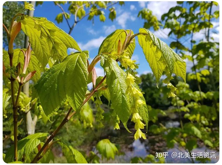 你知道吗？枫树居然有20种，分门别类了解一下！ - 知乎