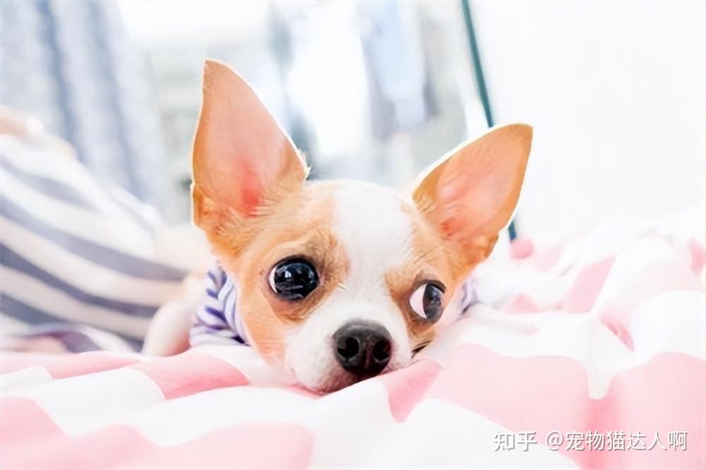 狗界5种“小型犬”，公认好养不拆家，养着很放心！ - 知乎